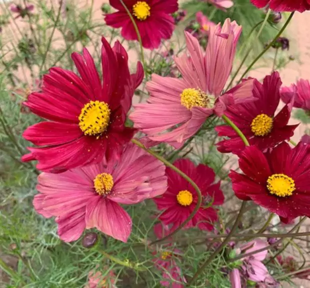 Discover the Best Cosmos Seeds: Add Beauty to Your Garden